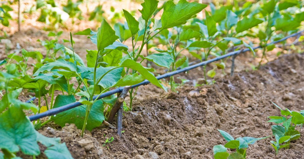 Optimal Fertigation Fertilizer: Maximising Efficiency in Modern ...