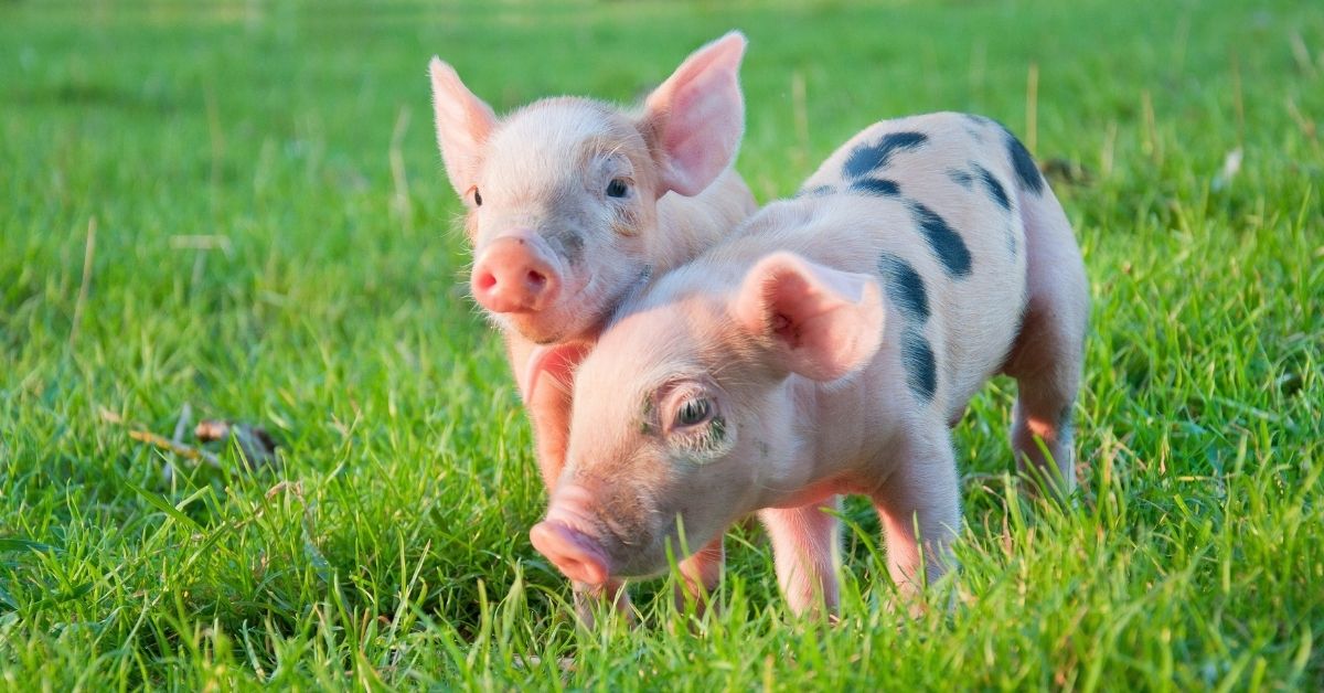 Intra Mineral: Providing Antioxidant Defense Against Oxidative Stress ...