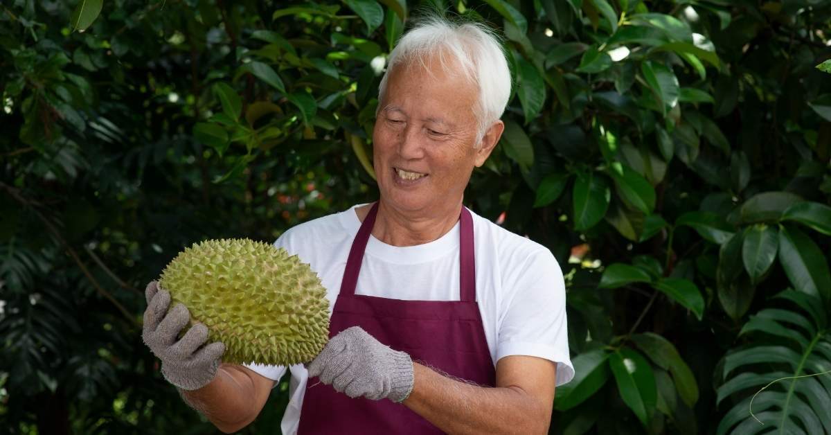 How Vit Soil Aktiv Method Helps Farmers Boost Durian Plantation Yiel ...
