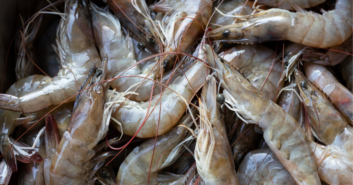 Key to Increased Profitability: Enhancing Shrimps’ Nutrient Absorption ...